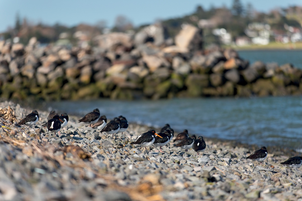 Onehunga Foreshore | Architecture Now