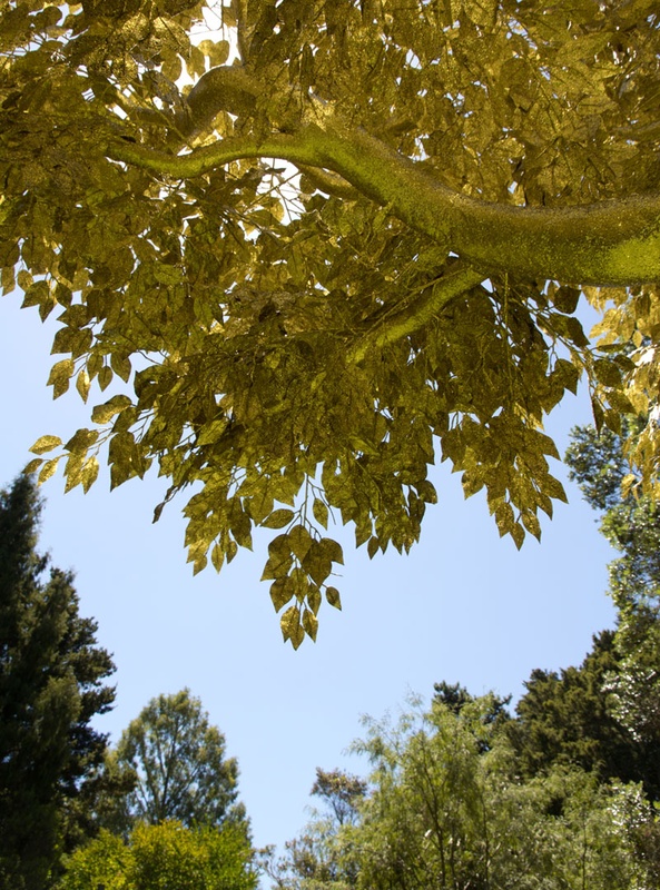 Tree of life | Urbis Magazine