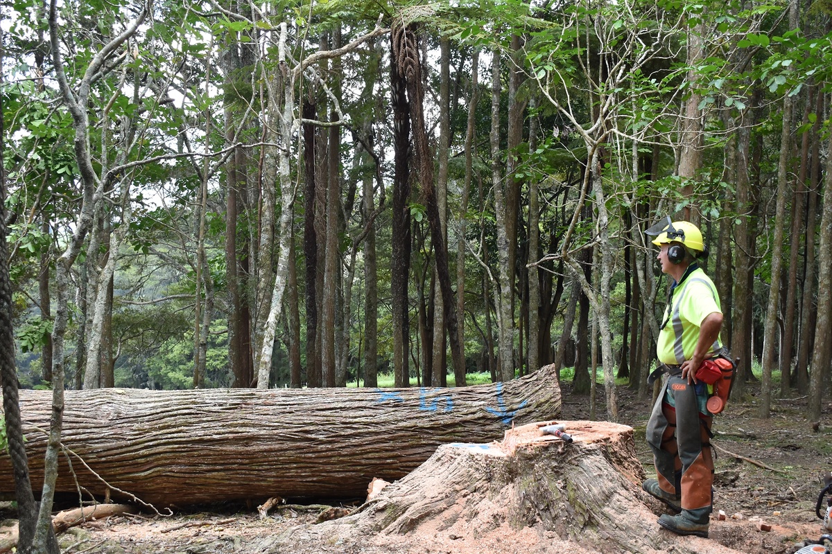 Building Change: The mass timber revolution and its hidden impact on ...