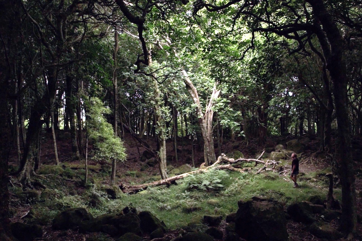 Think like a tree | Architecture Now