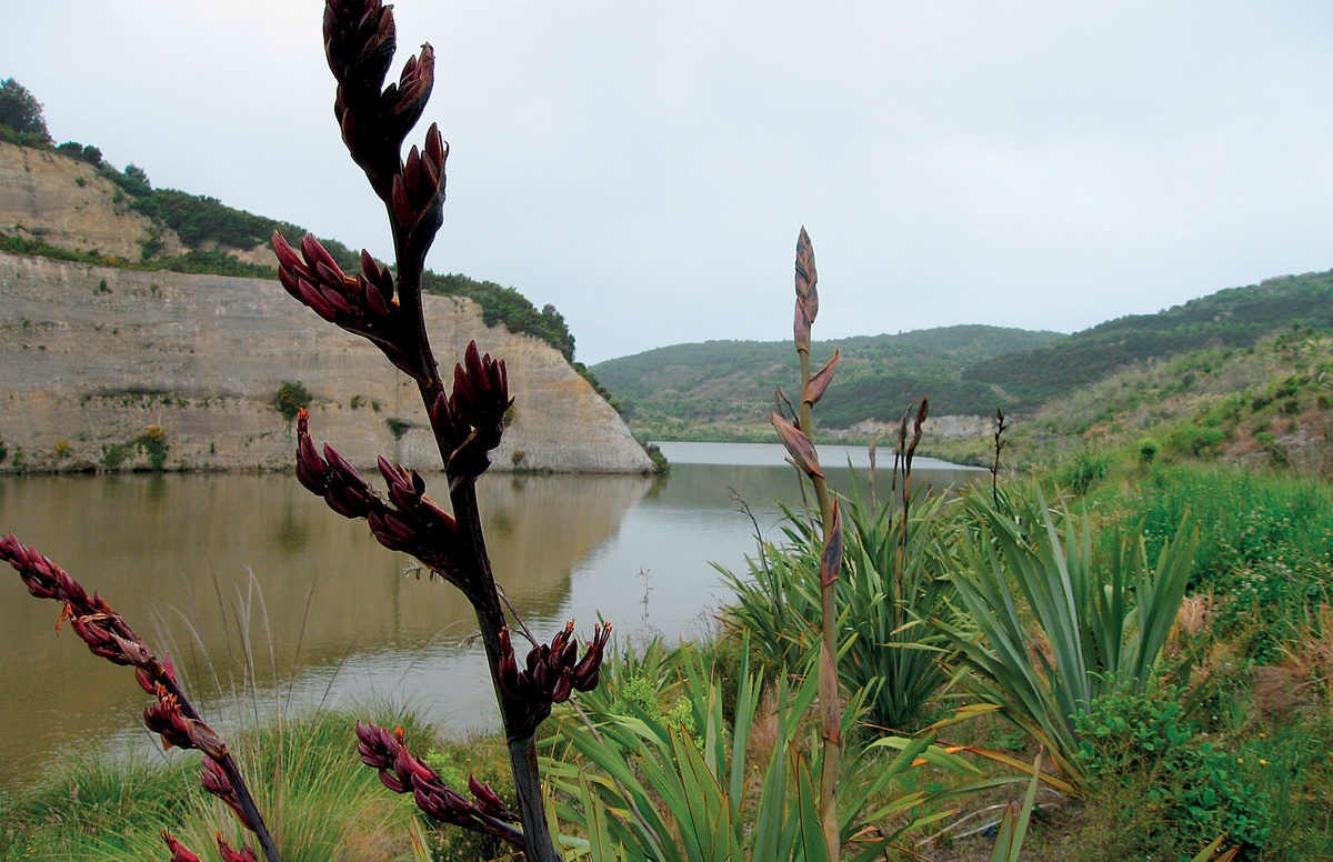 Reclaiming Wangaloa | Architecture Now