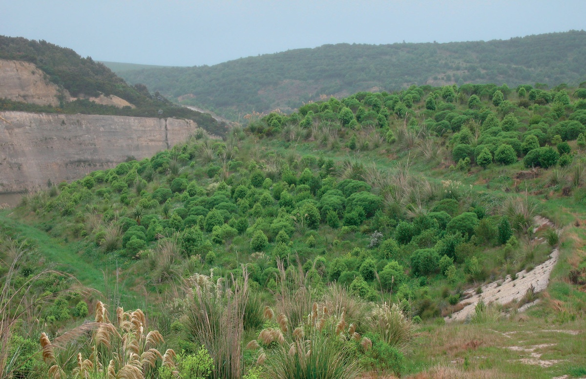 Reclaiming Wangaloa | Architecture Now
